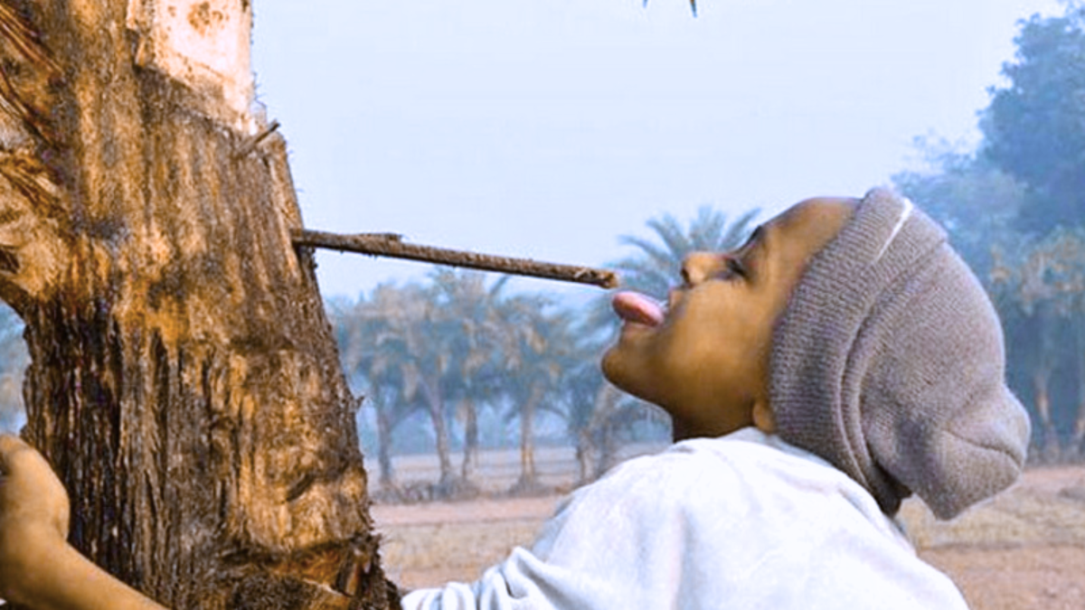 The Global Significance of Date Palms | by Golam Rob | Medium
