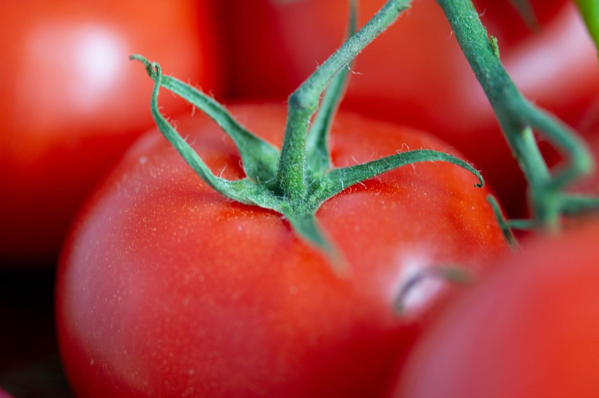 This Tomato Improves Your Writing | by Caetano Laprebendere ...
