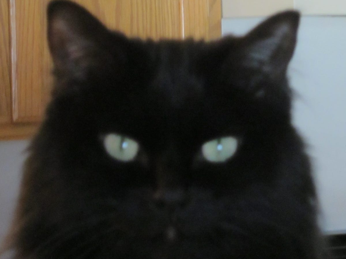 How to Win Over a Pissed-off Cat. Making amends with your feline friend ...