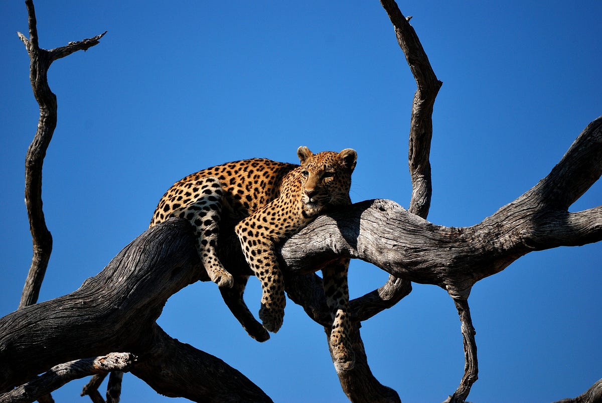 Using A Custom Metric In Catboost Classification As Regression By Jayson Cunanan Analytics