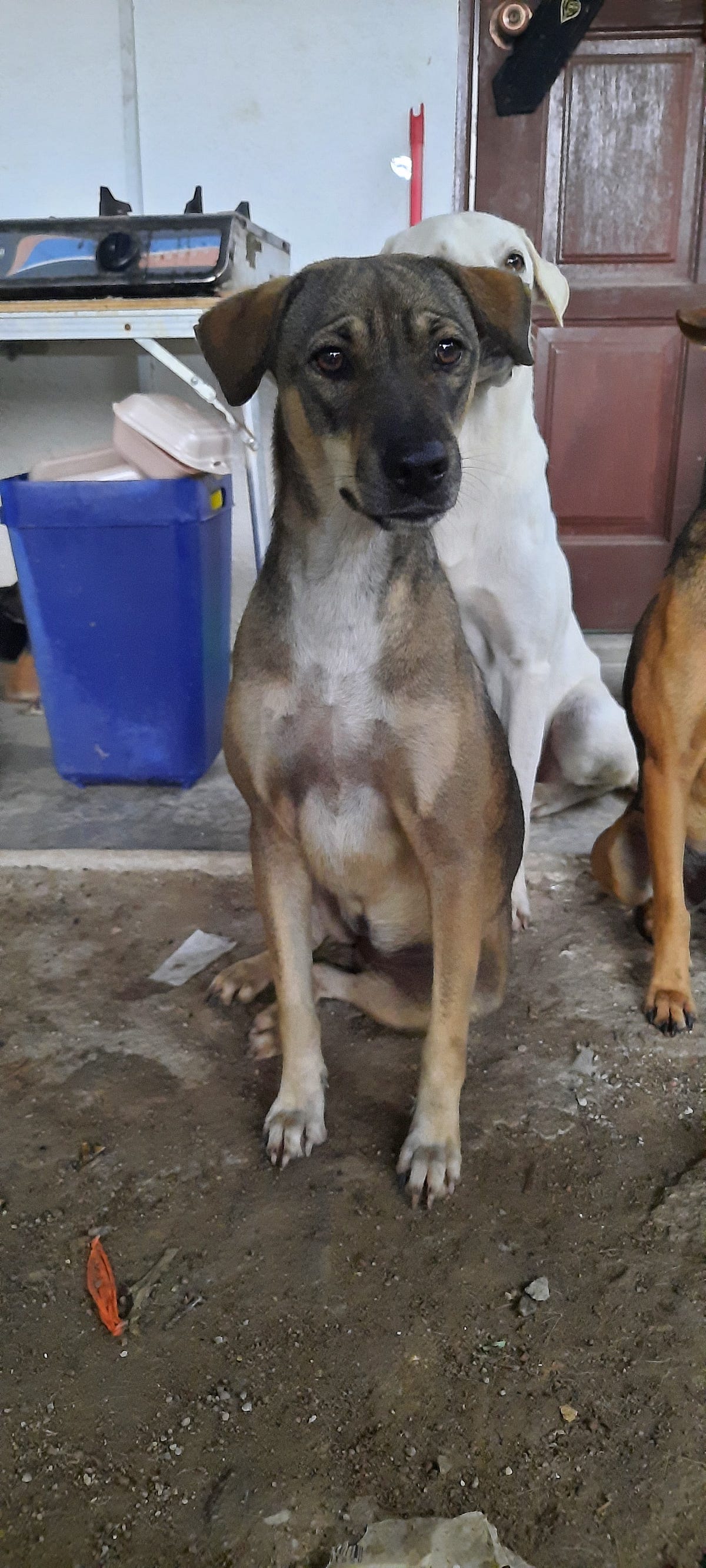 Conspirators. Dogs can conspire, too | by Kanimoli Ramaiah | Short ...