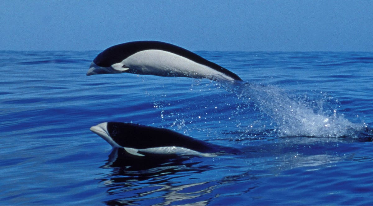 The Finless Genius: Why Dolphins Won the Intelligence Game | by Noam ...