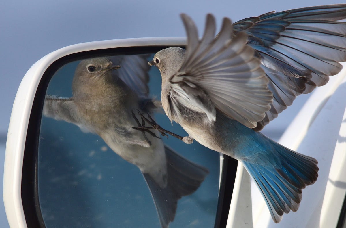 How Twitter misleads us about how many people have left — and what to ...