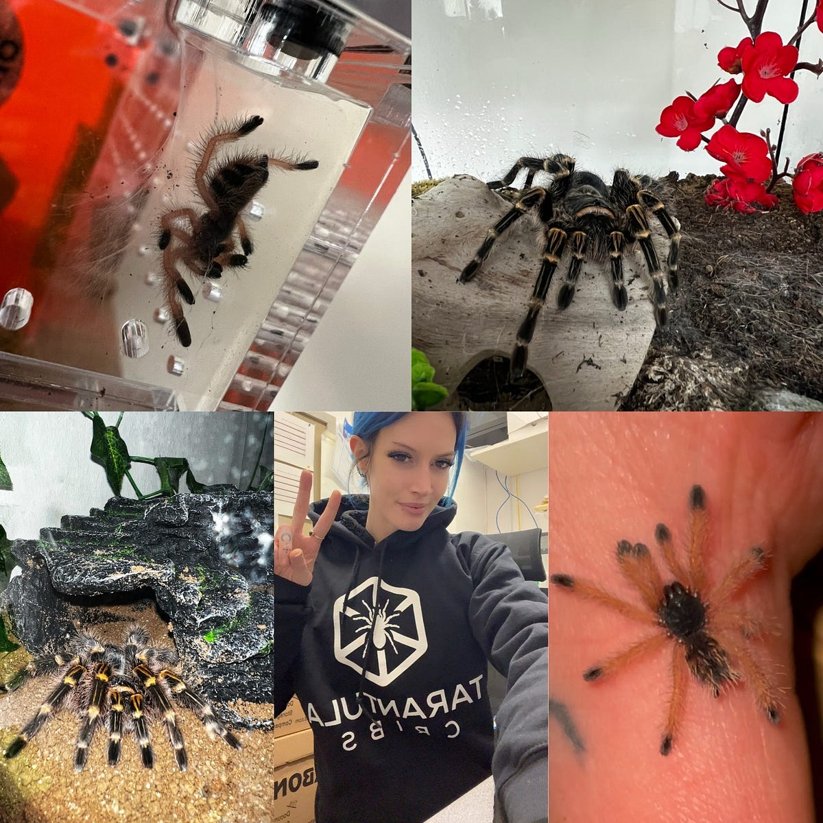 From creepy to captivating – How my Tarantulas helped me build a TikTok ...