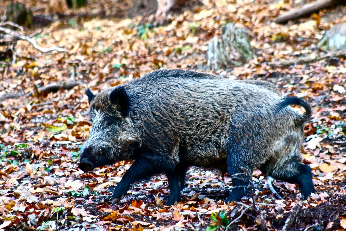 Fading to black. Wildlife biologist and outdoor writer… | by Hornady Manufacturing | The Hole Story