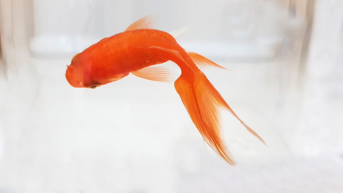 Be a Goldfish. One of my favorite shows is Ted Lasso… | by Mike Vardy ...