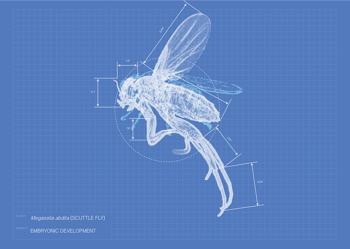 There’s more than one way to build a fly | by eLife | Life’s Building ...