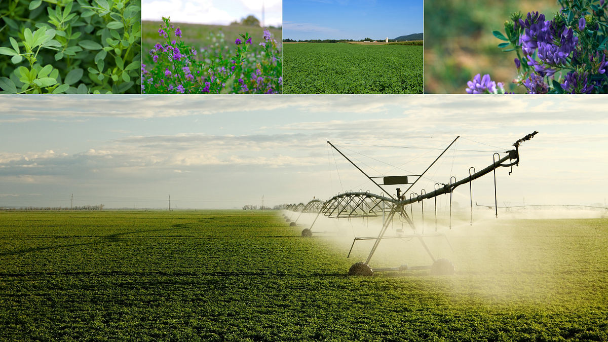 Growing Alfalfa Grass on Acidic Soil | by Brunoolivia | Jun, 2024 | Medium