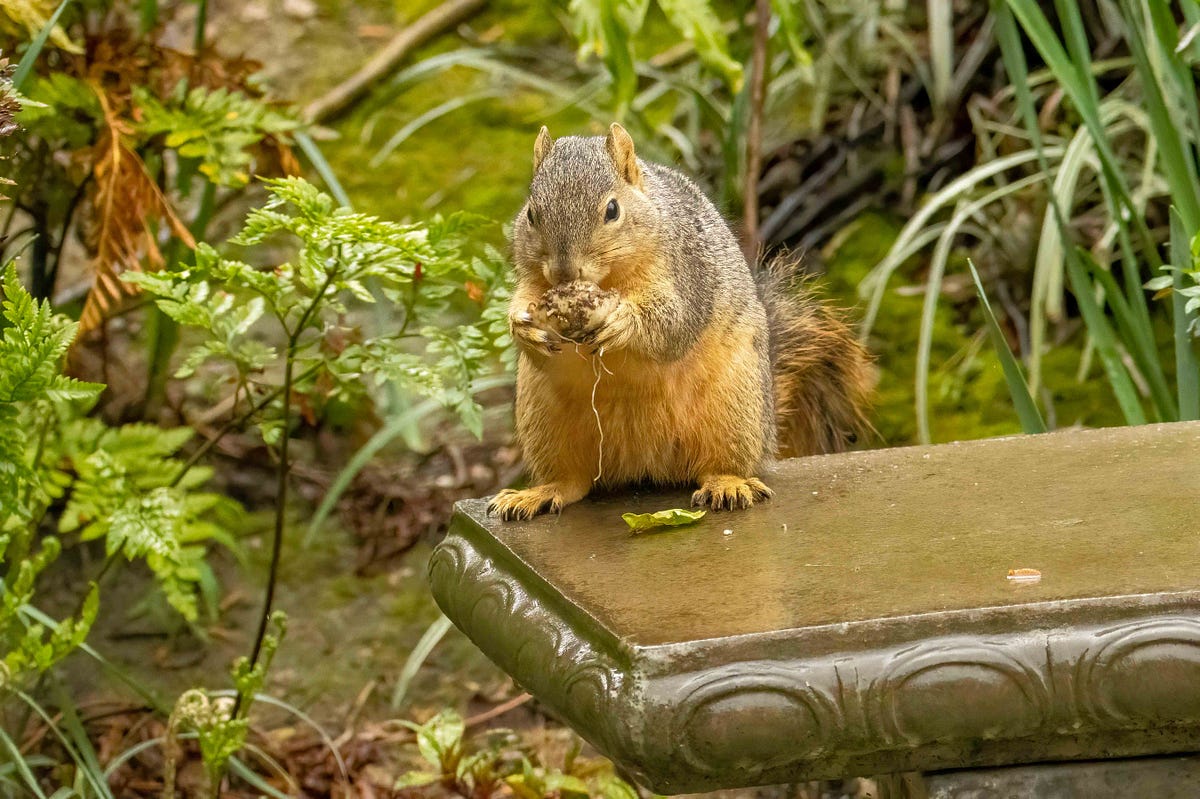 I Caught You Red-Handed, Mrs. Squirrel! | by Erika Burkhalter ...