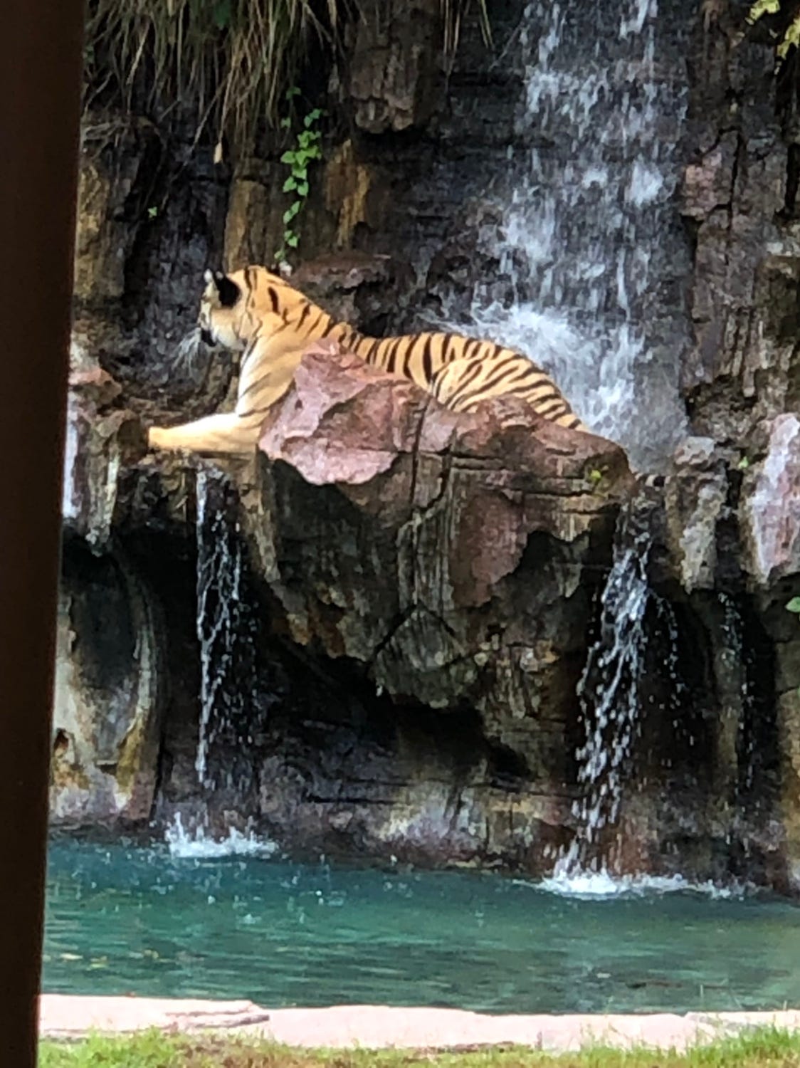 Panthara Tigris. There are only 3890 Tigers left and the… | by Kinnar ...