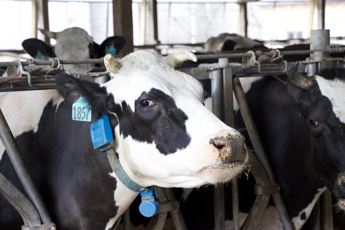 Conscious Cattle. The goal of this project is to explore… | by Liz ...