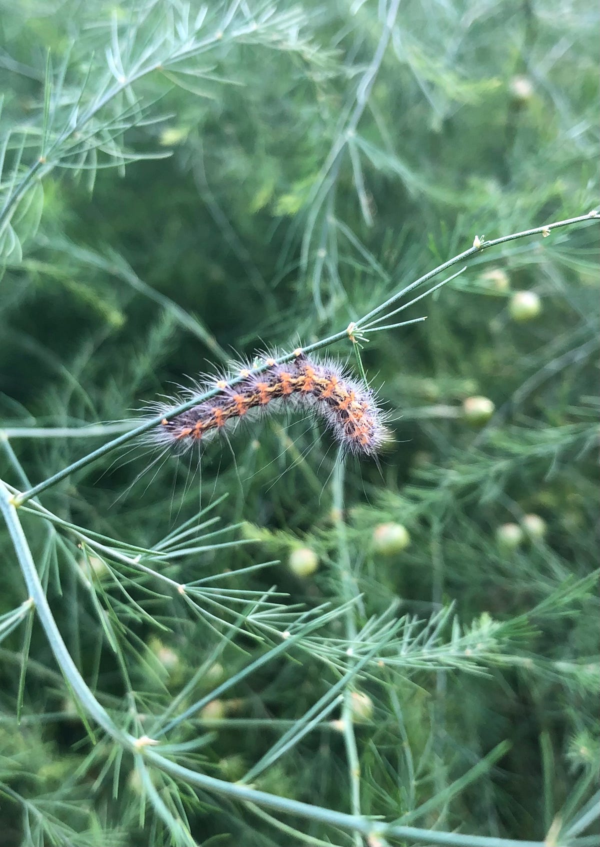 Sleeping Caterpillar. A prose poem | by Luke Levi | Zen Poetry | Medium