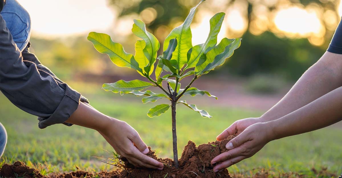 Have You Ever Thought Of The World Without Plants? | by ...