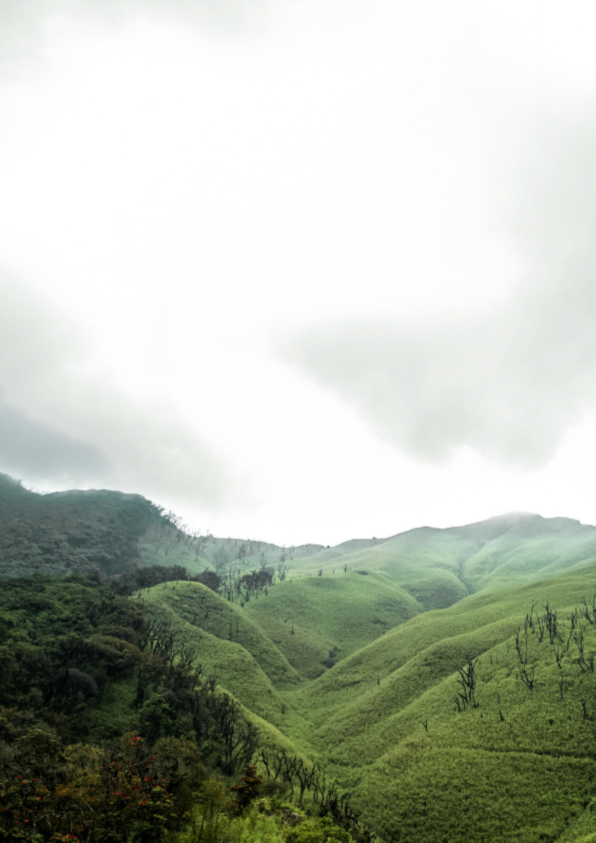 Dzukou Valley: A Hidden Gem in Nagaland | by Ashique | Medium