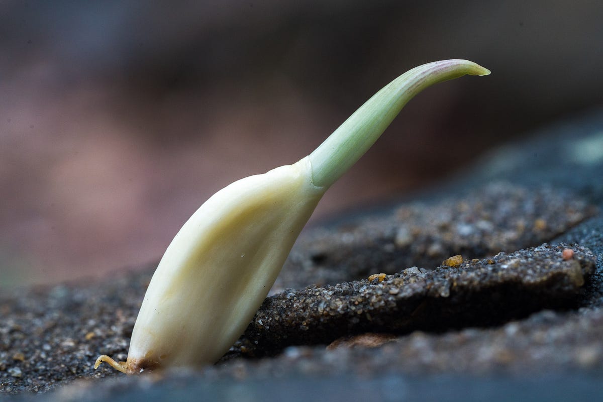 A $2000 garlic bud. This garlic bud started sprouting and… | by Bruce ...