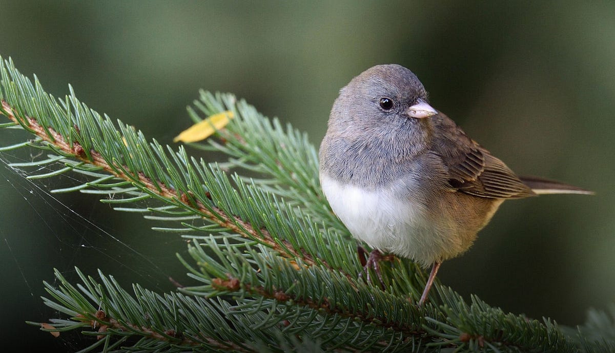 TUXEDO BIRDS. Grey tops light underbelly | by Cliff Wise | Medium