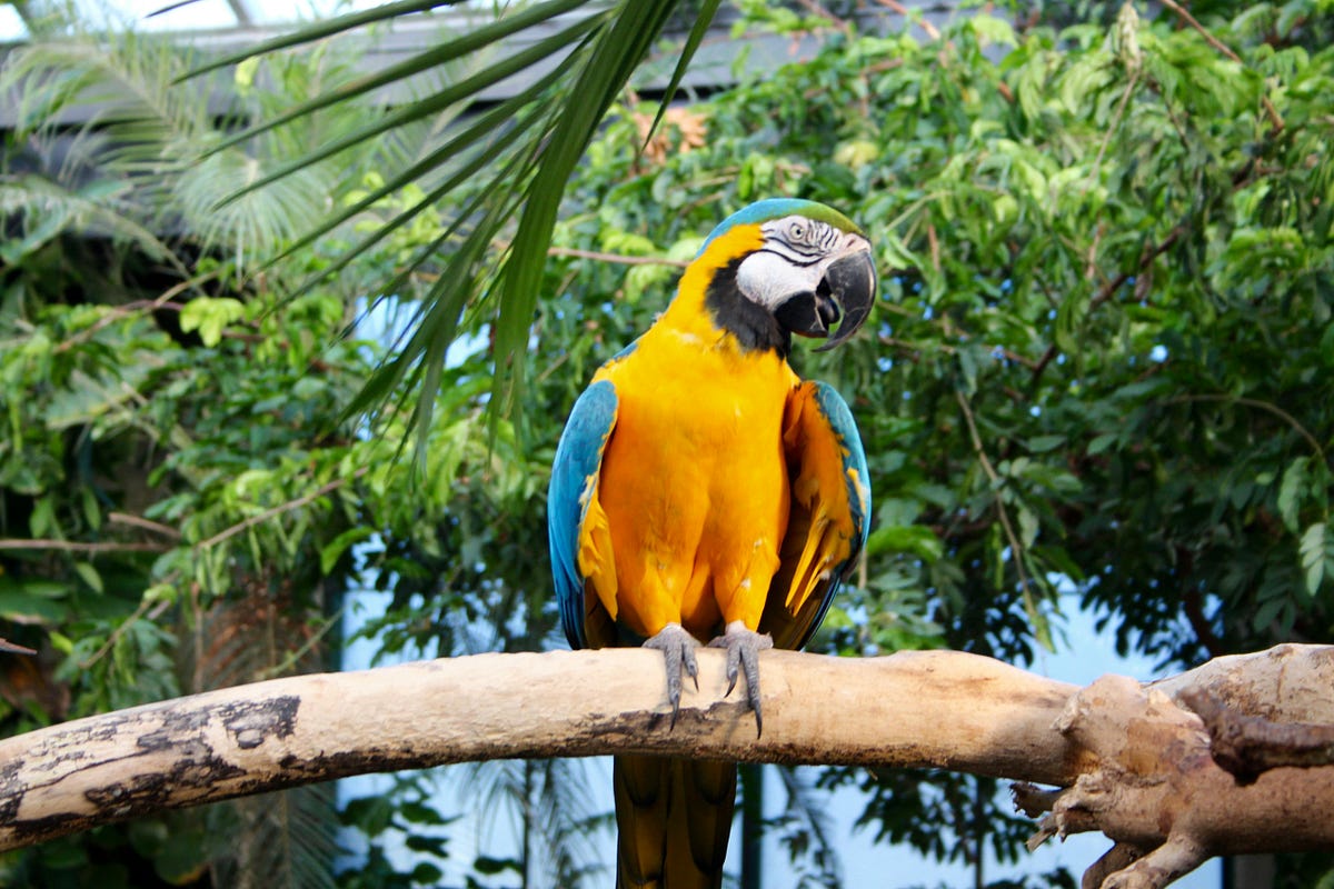 The parrot is a strikingly gorgeous bird, commended for its energetic ...