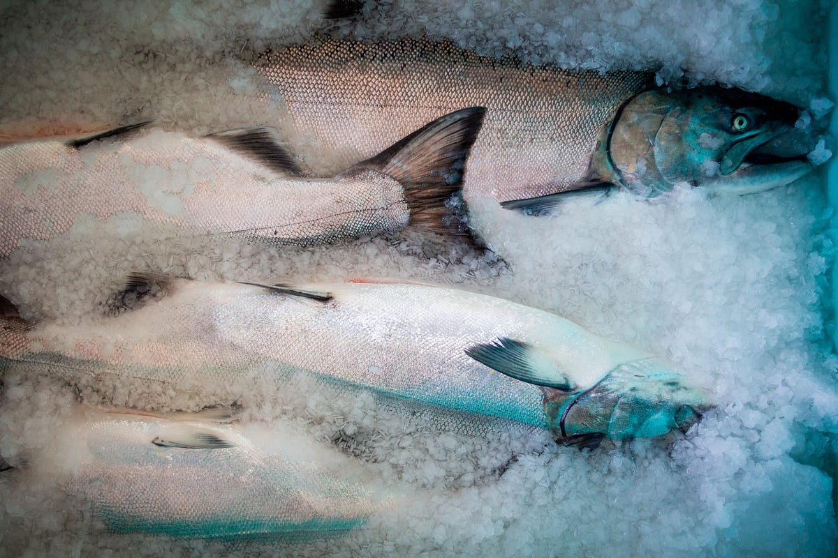 A fresh look at frozen fish. by Nell Newman | by Ecotrust | Medium