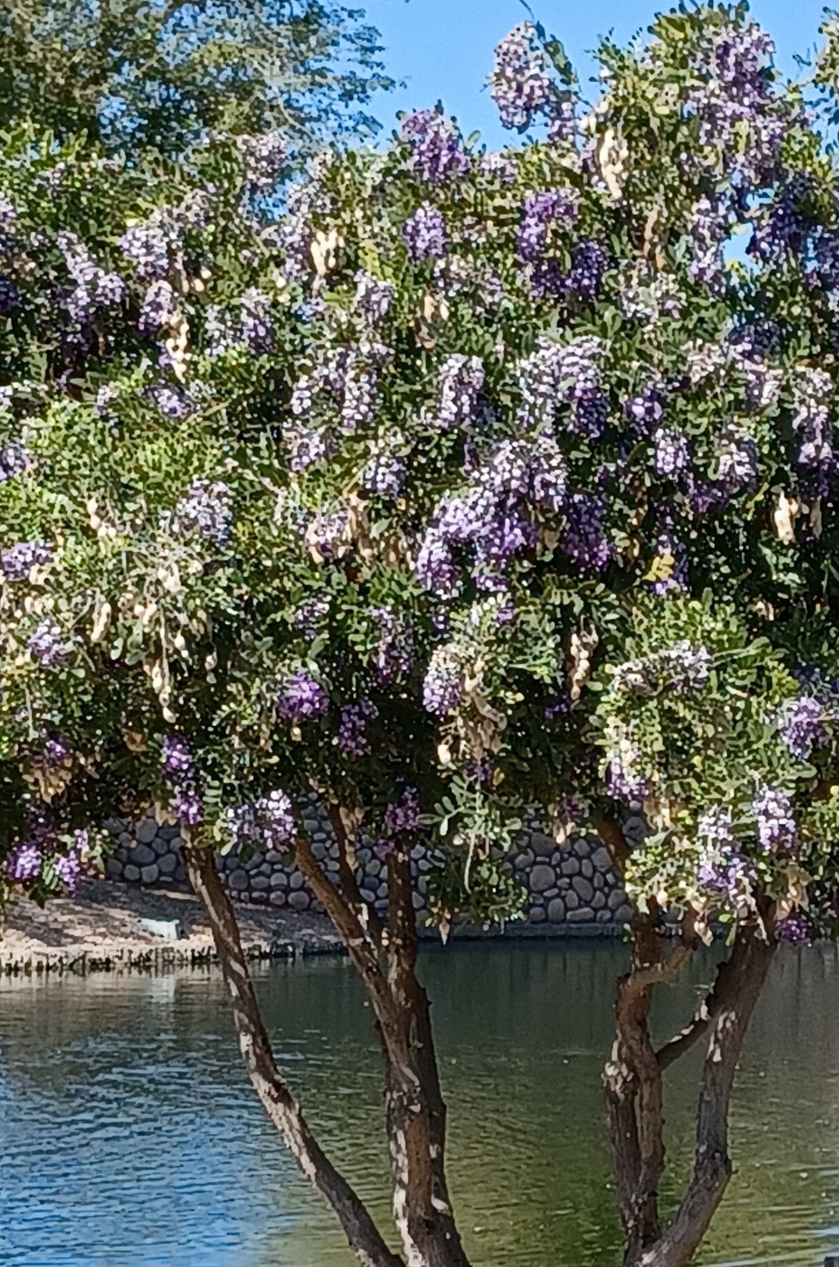The Wishing Tree. As I stood reverently beneath the… | by LightSome Lena | Medium