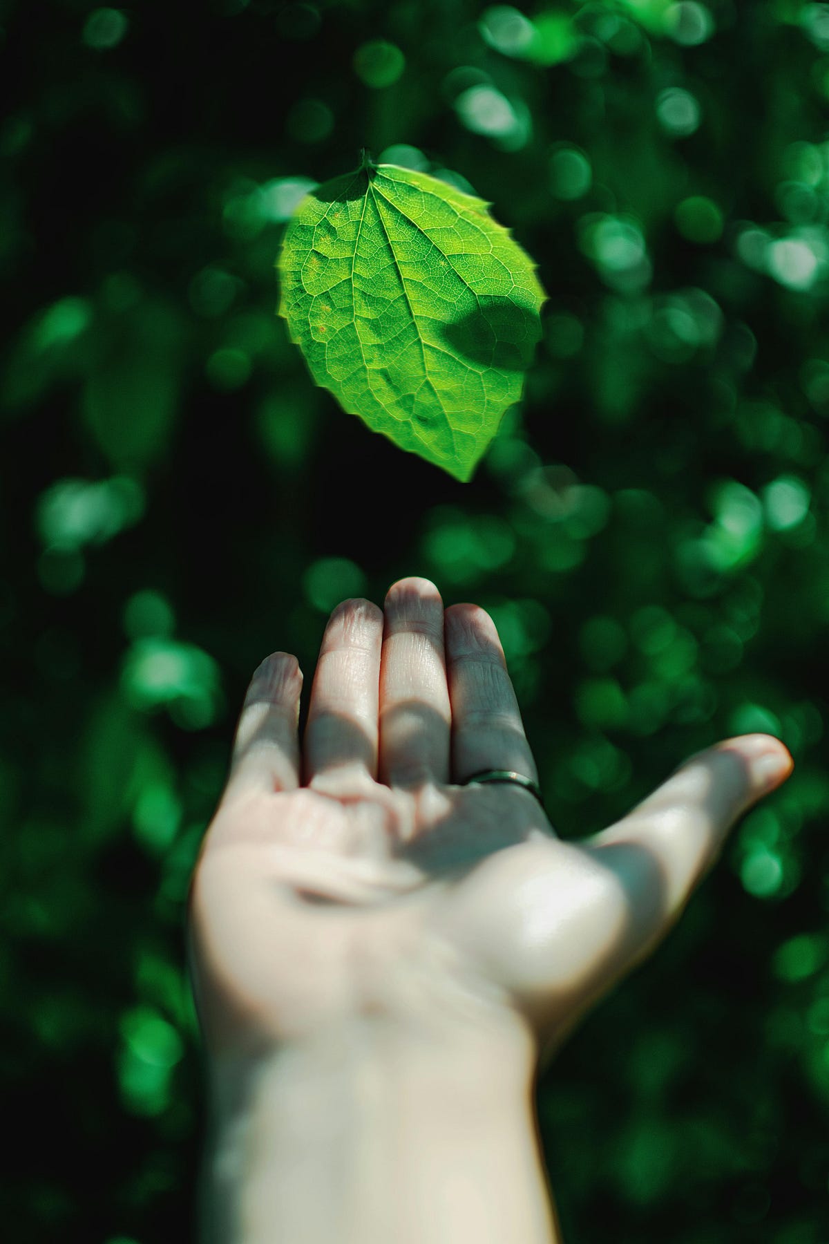 The Vitality of Greenery | by Joyce | Medium