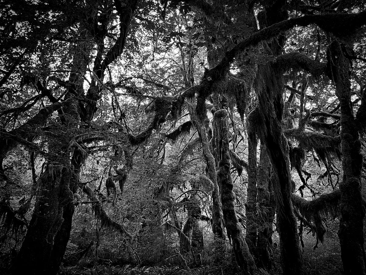 Echoes from Within. This 500-page book became more than… | by ana laginha | non-disclosure | Medium