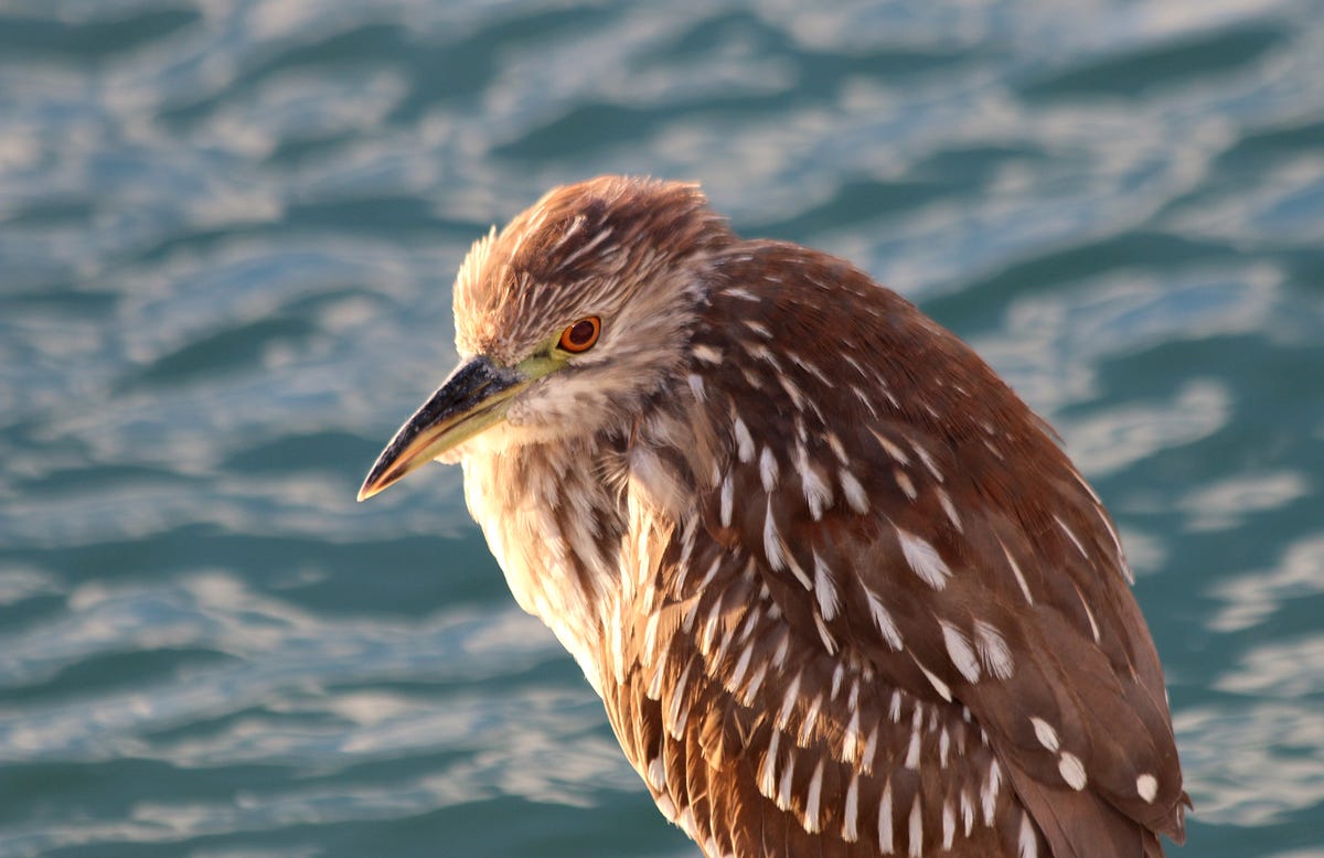The Old Heron and the Fisherman - The Daily Cuppa - Medium