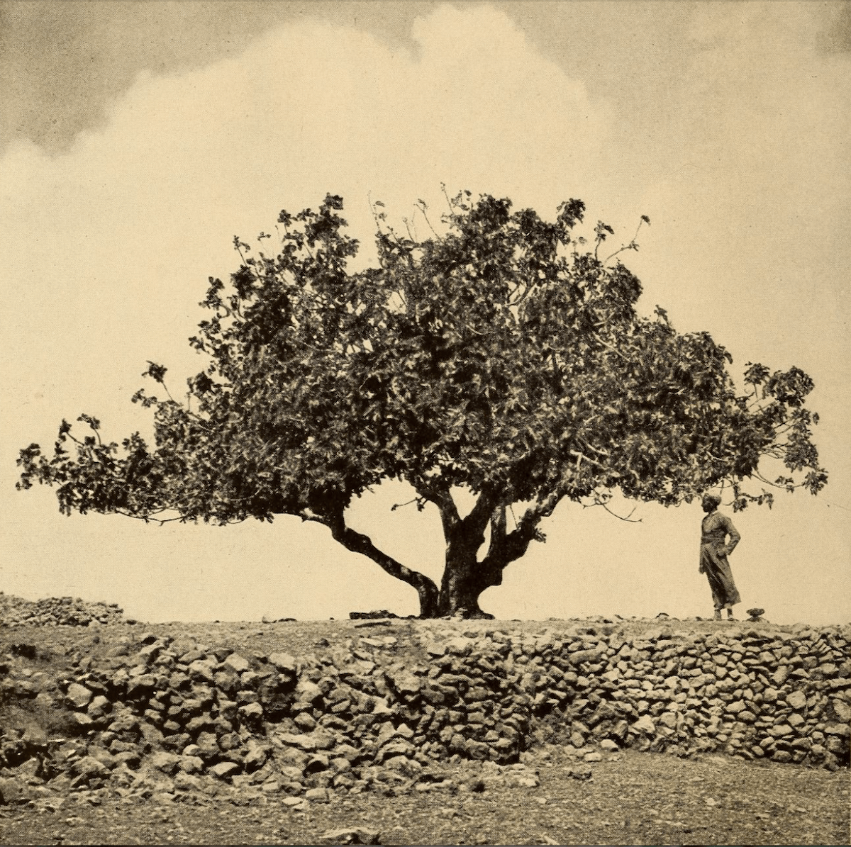 The Fig Tree. John 1:43–51 | by David Atwood | Medium