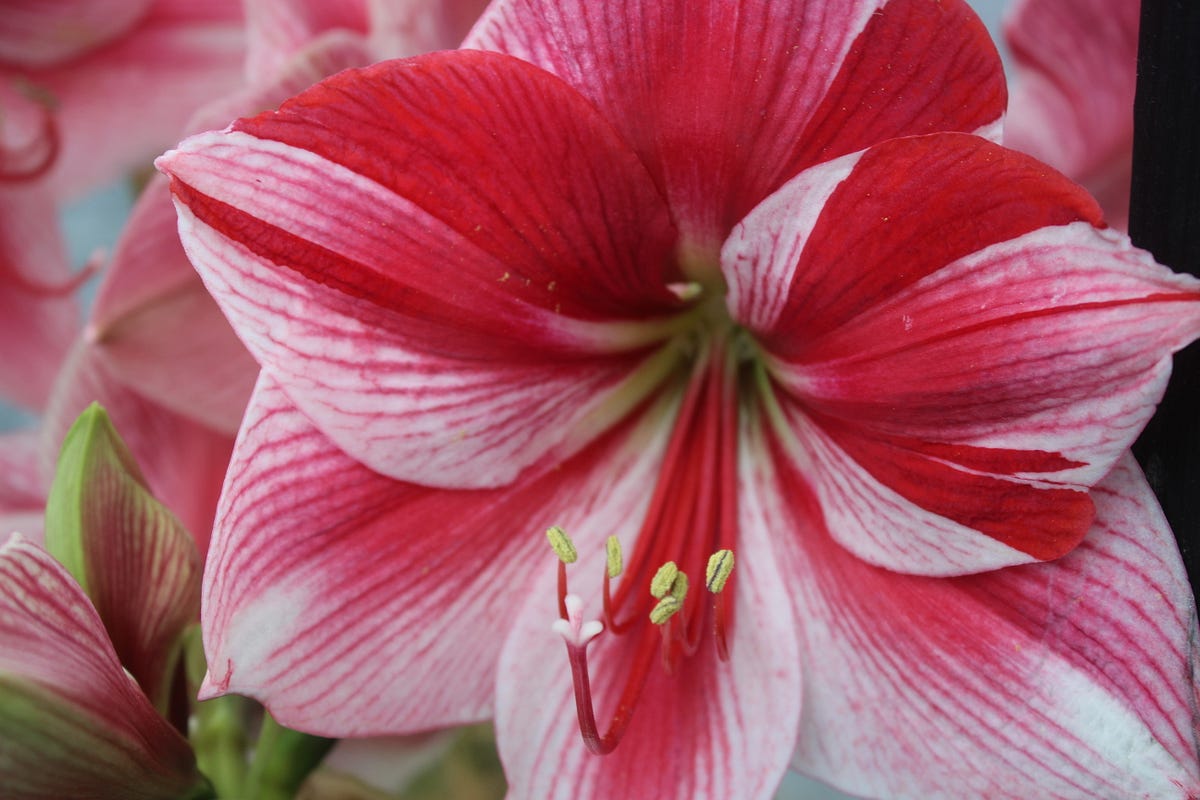 Pink Parts. A sexy little poem | by Maggie LaFae | Medium
