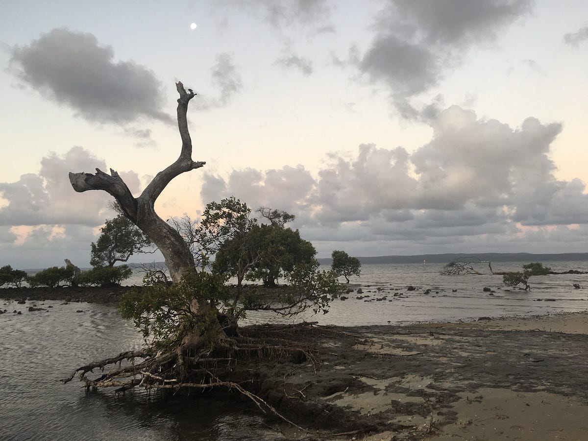 Earth Empathy…Points of Connection and Communion | by Moze Musings | Medium