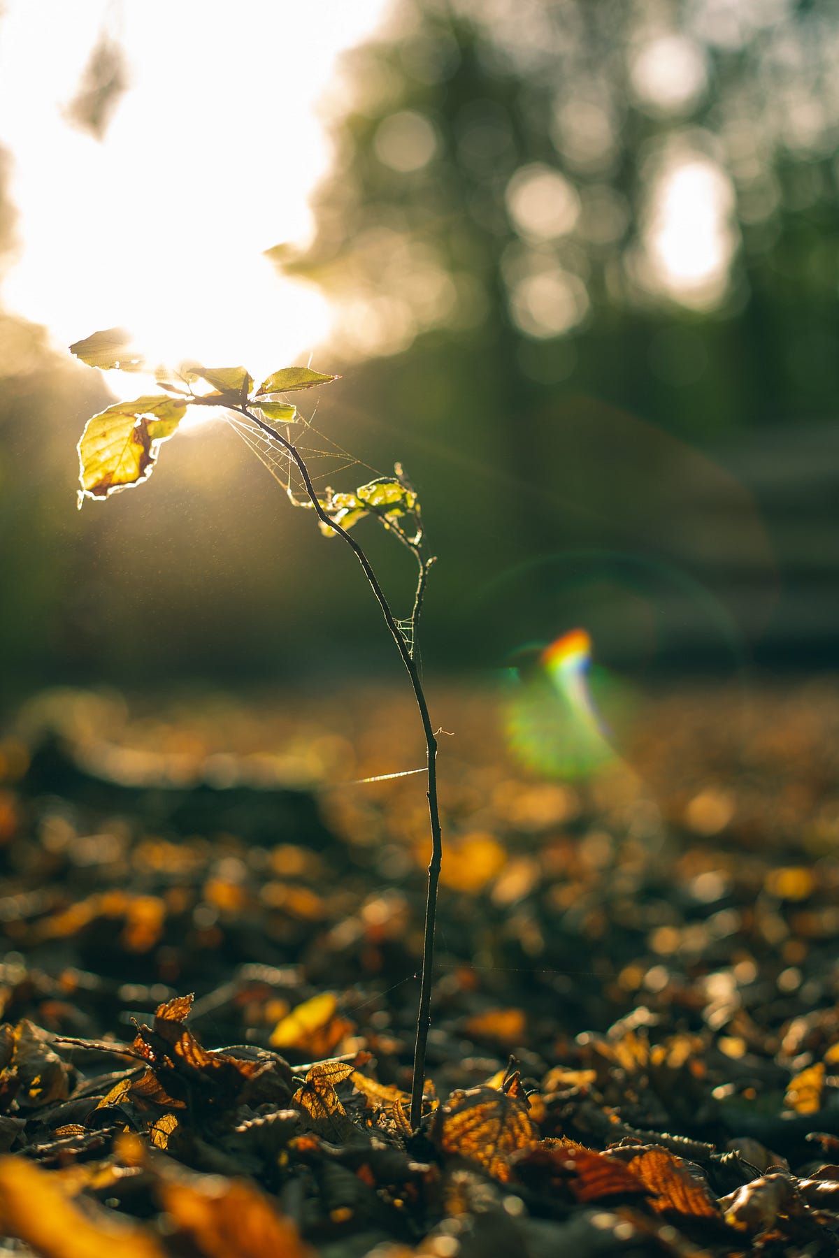 Sweet Sapling. (A poem about a childhood tree) | by Alexandria Cooper ...