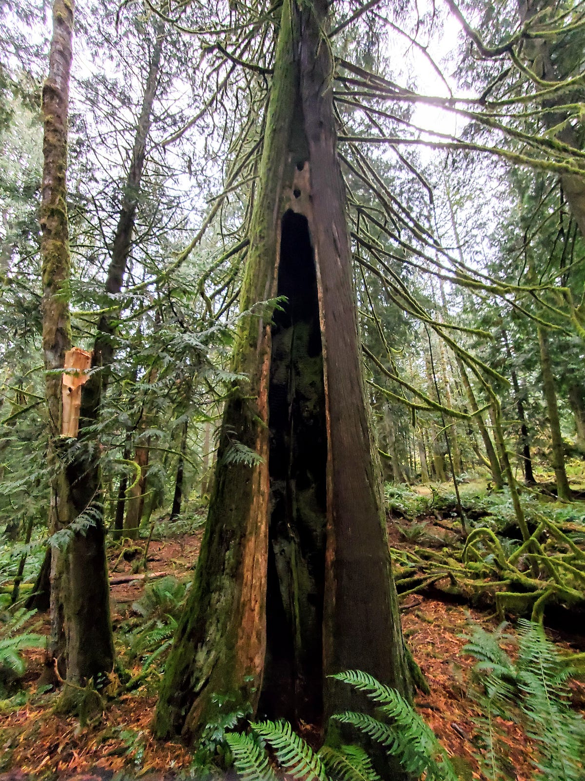 In The Cedar Grove. meet me in the Cedar Grove let’s stand… | by Dev ...