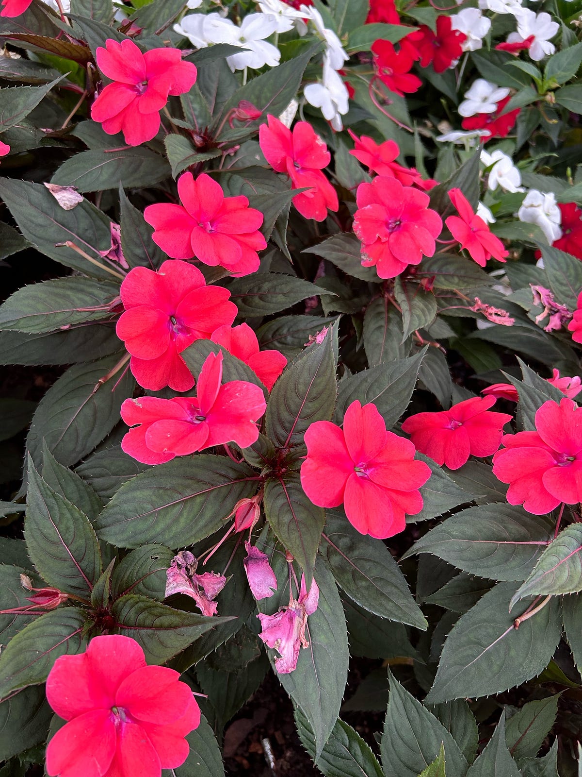 The Lone Path Home to Happiness – A Note | by Mantralayam Srinath | Word Garden | Sep, 2024 | Medium