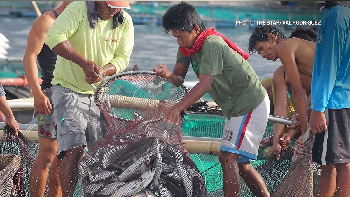 Fishers set to incur financial loss over PH’s 25-M kilos fish import ...