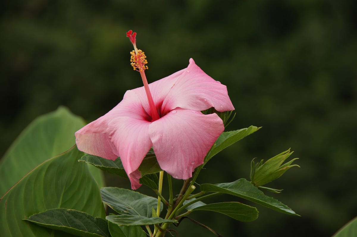 Tropical Autumn in Living Color. A visit to Villa Flores | by Ronald C ...