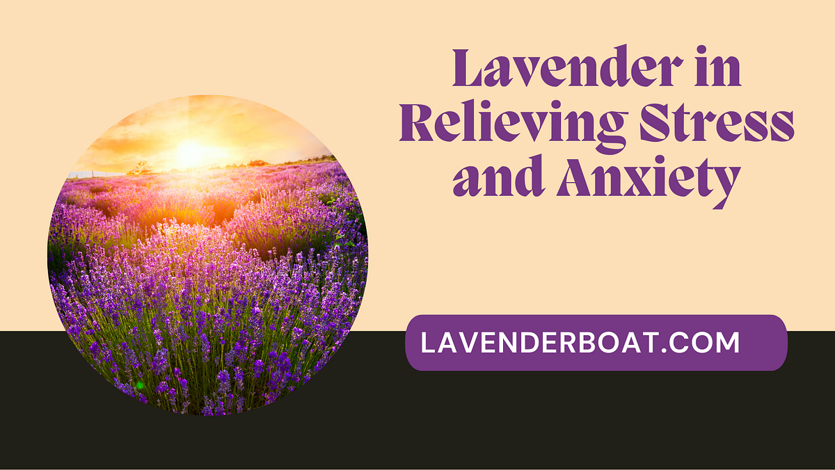 Lavender and Stress | Lavender Boat | Medium | Medium