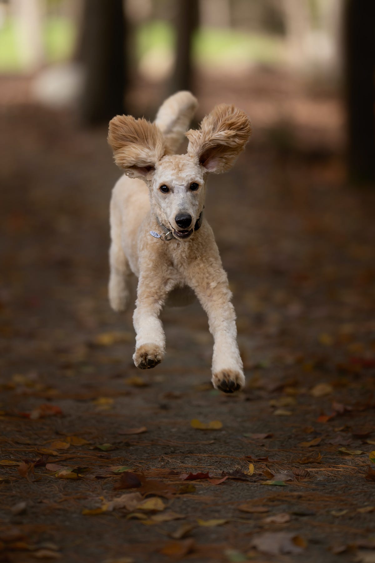 Dog Play. Having fun with your dogs in usual and… | by Ollie's Kingdom ...
