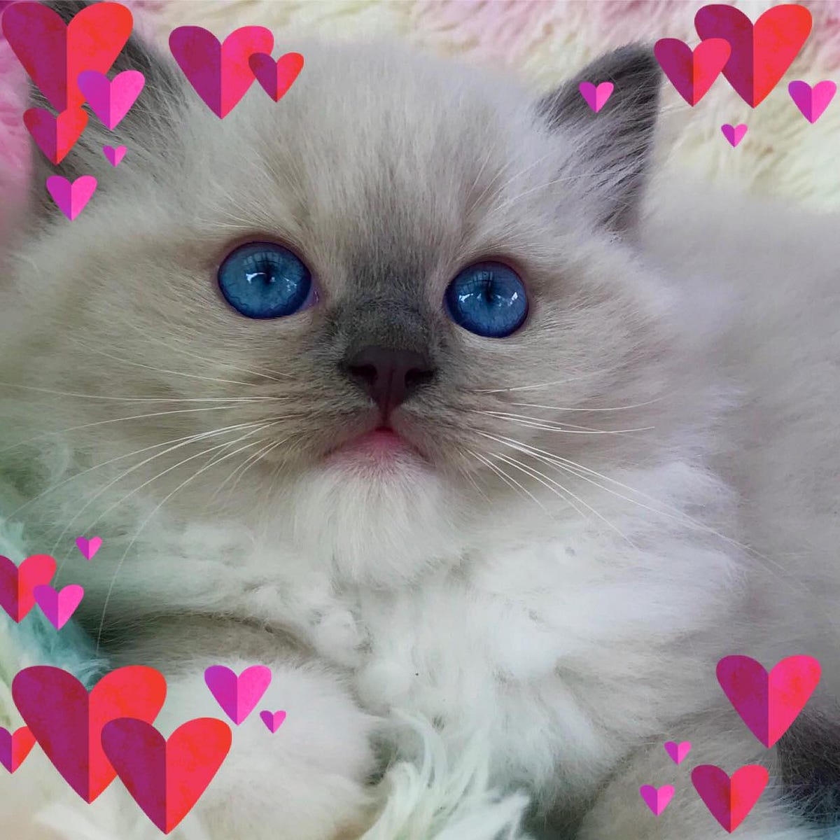 Emzdollz Ragdolls & Scottish Folds | by Emzdollz Ragdolls & Emzdollz ...