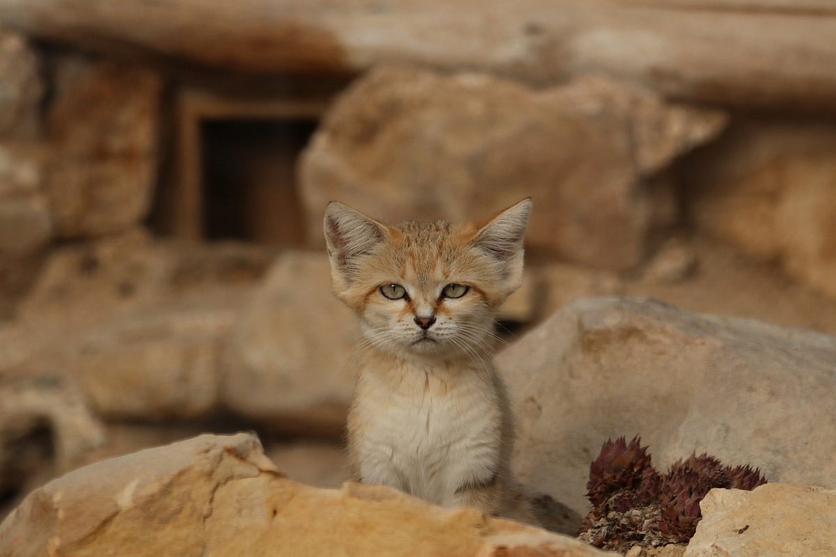 Top 30 Interesting Facts About Cat Arabia(Bahasa Arab Mau) | by Dr Asad ...