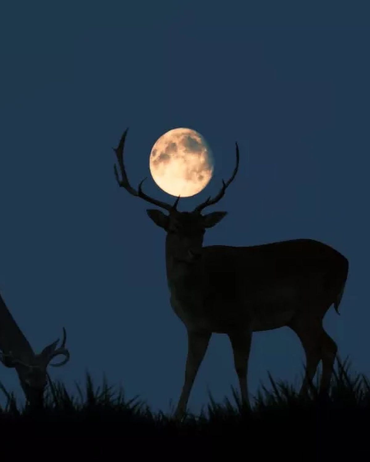 Buck Moon - Lit Up - Medium