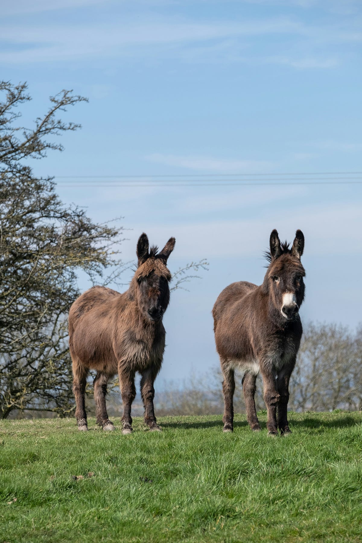 More Lafontaine. The Donkeys Carrying Sponge and Salt | by San Cassimally | Medium