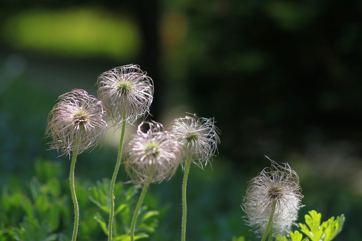 12 Facts About Ron Meason. 1. As an excellent landscaper, Ron… | by ...