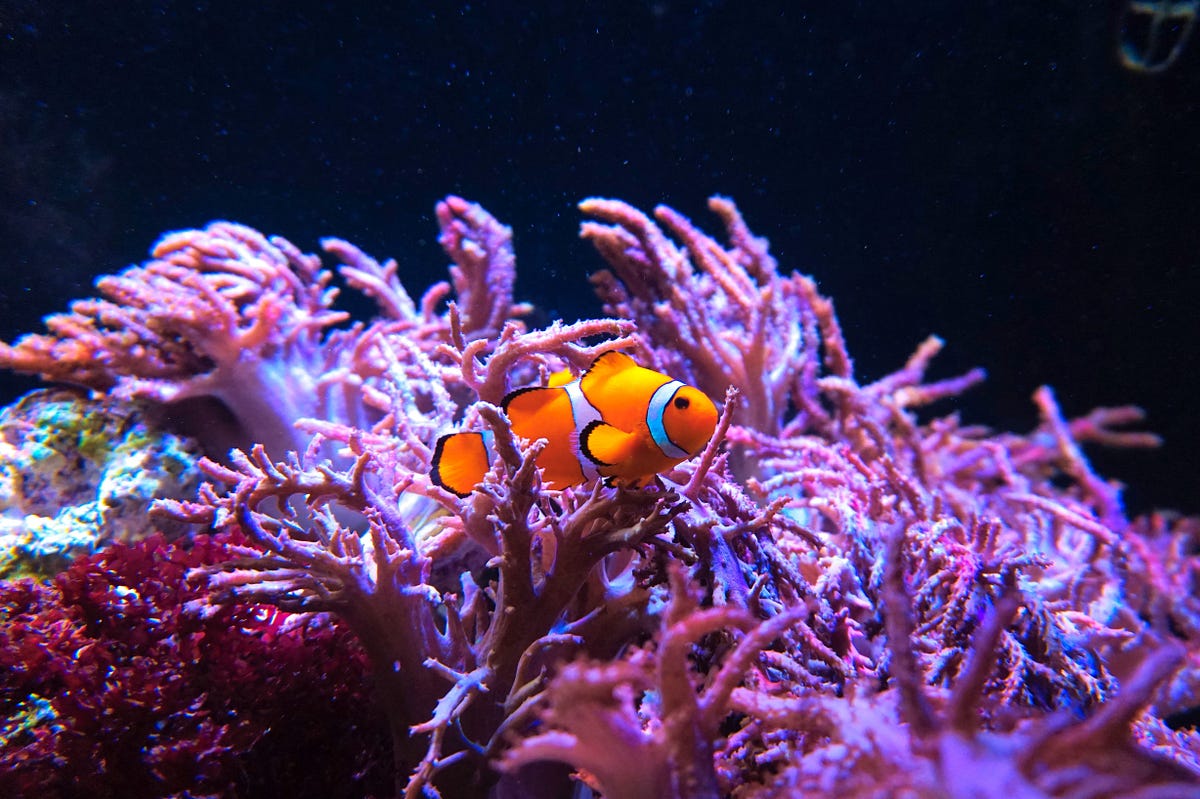 The Misfit Fish. You try to swim as fast as the others… | by Joy Nath ...