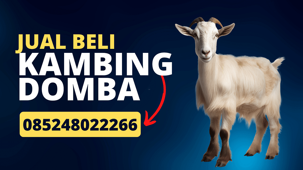 WA 085248022266 — Jual Beli Kambing Terdekat di Cluring ...
