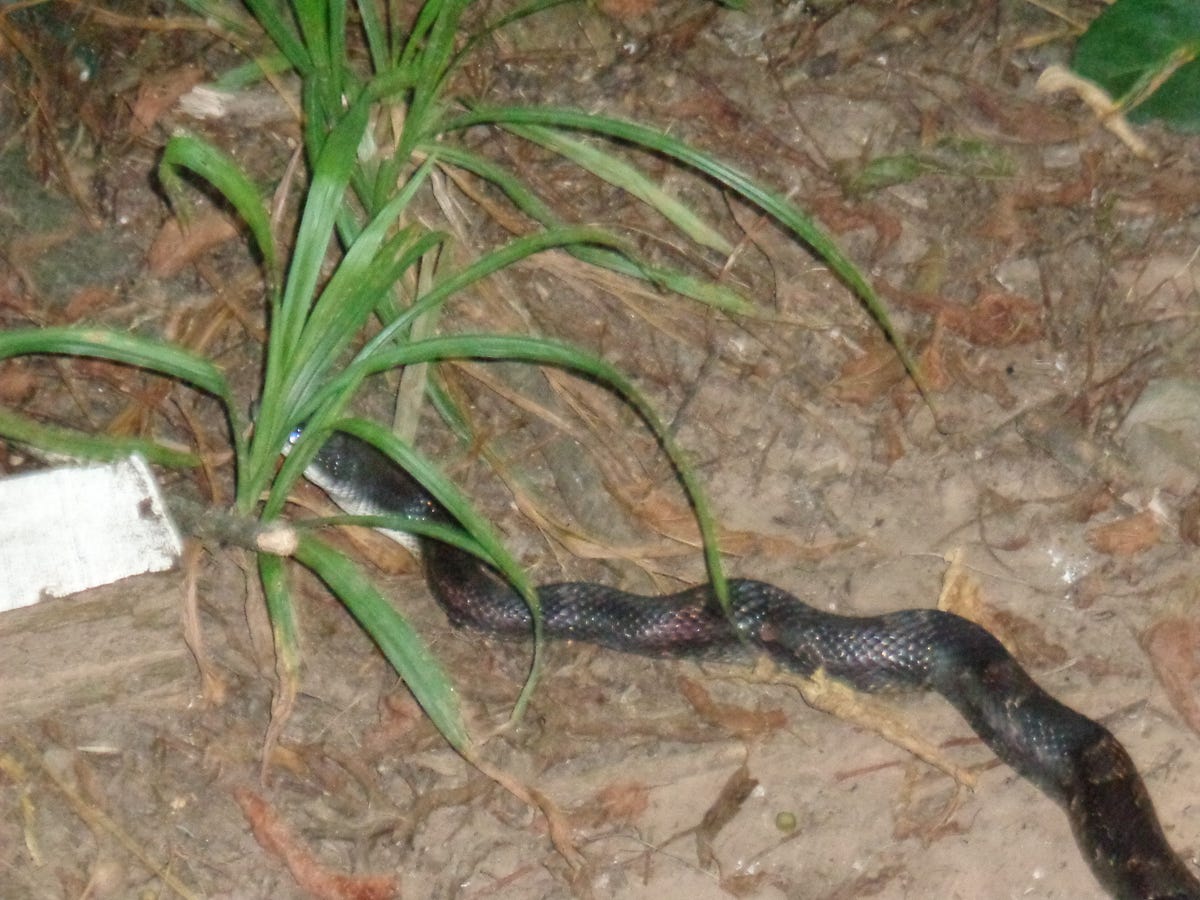 WELCOME TO MY WORLD. Snake rising | by Patricia Groshong | Medium