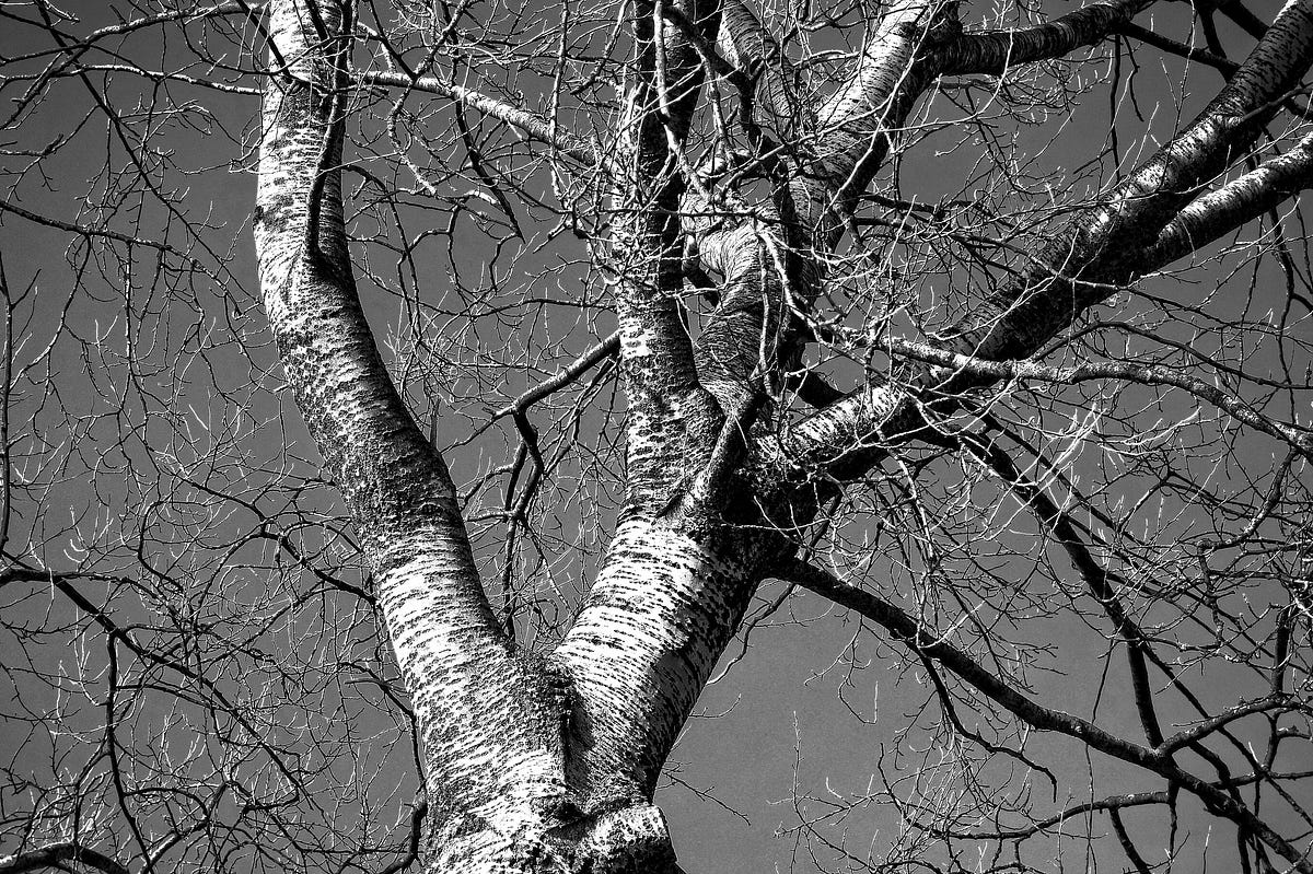 Ode to a Tree. Beneath your leafy branches full and… | by Esther ...