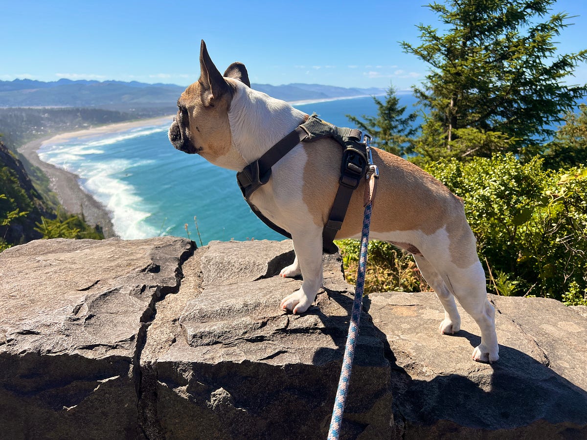 A dog-friendly road trip along the Oregon Coast | by Nicole Wakelin ...