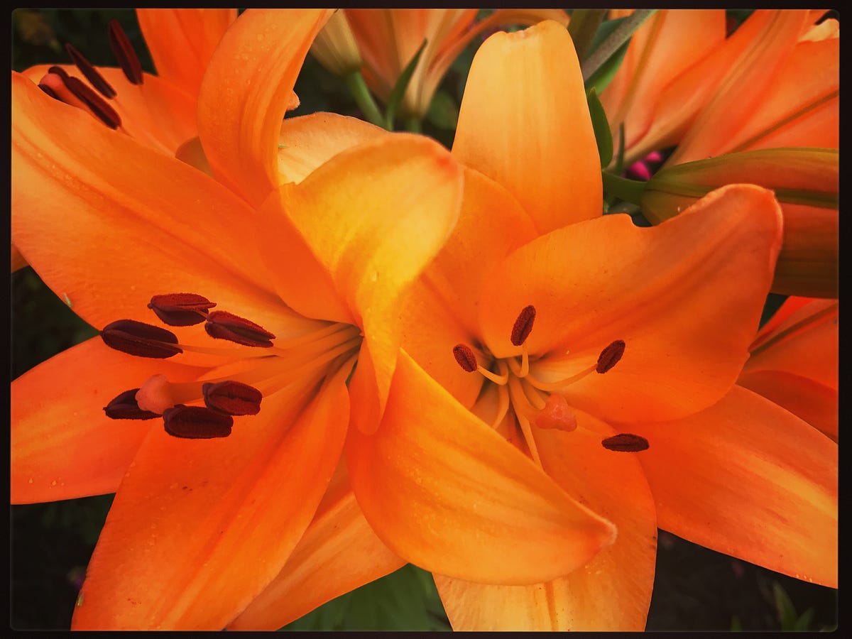 The Lilies of the Field. Sharing True Beauty on Social Media | by ...