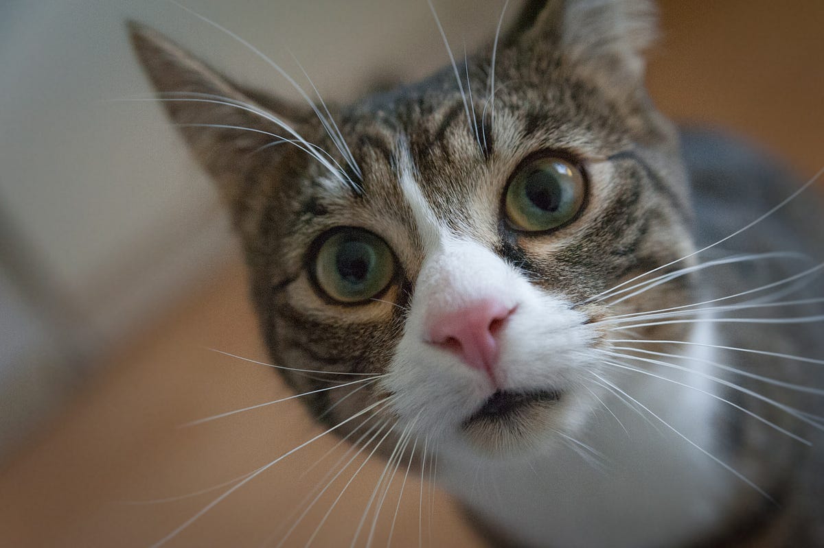 How your curiosity can gain you more insights | by Nadya Chrysanti ...