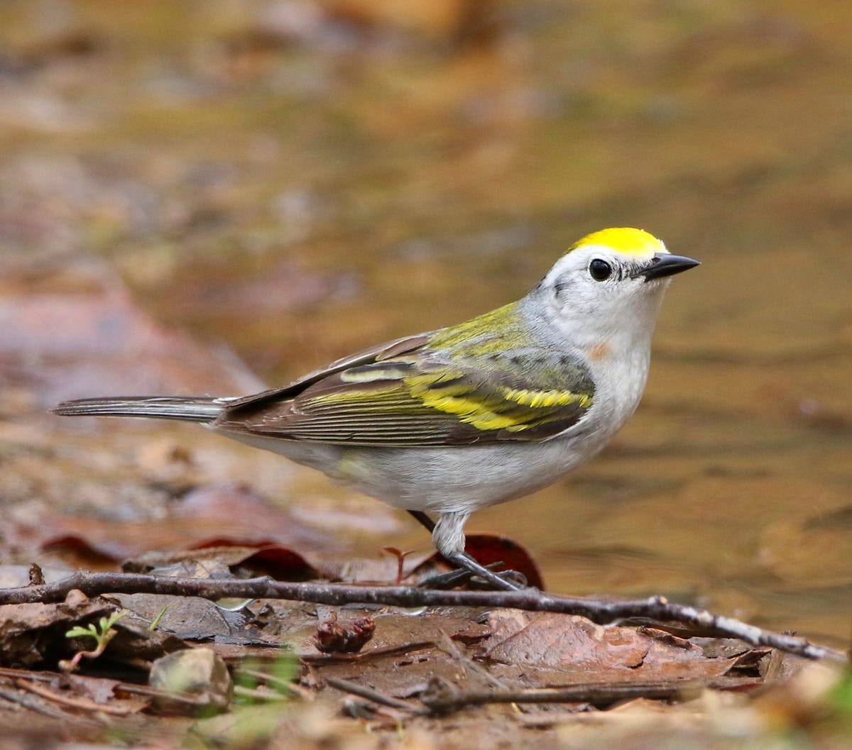 Scientists Discover A Rare Bird That’s A Hybrid Of Three Different ...
