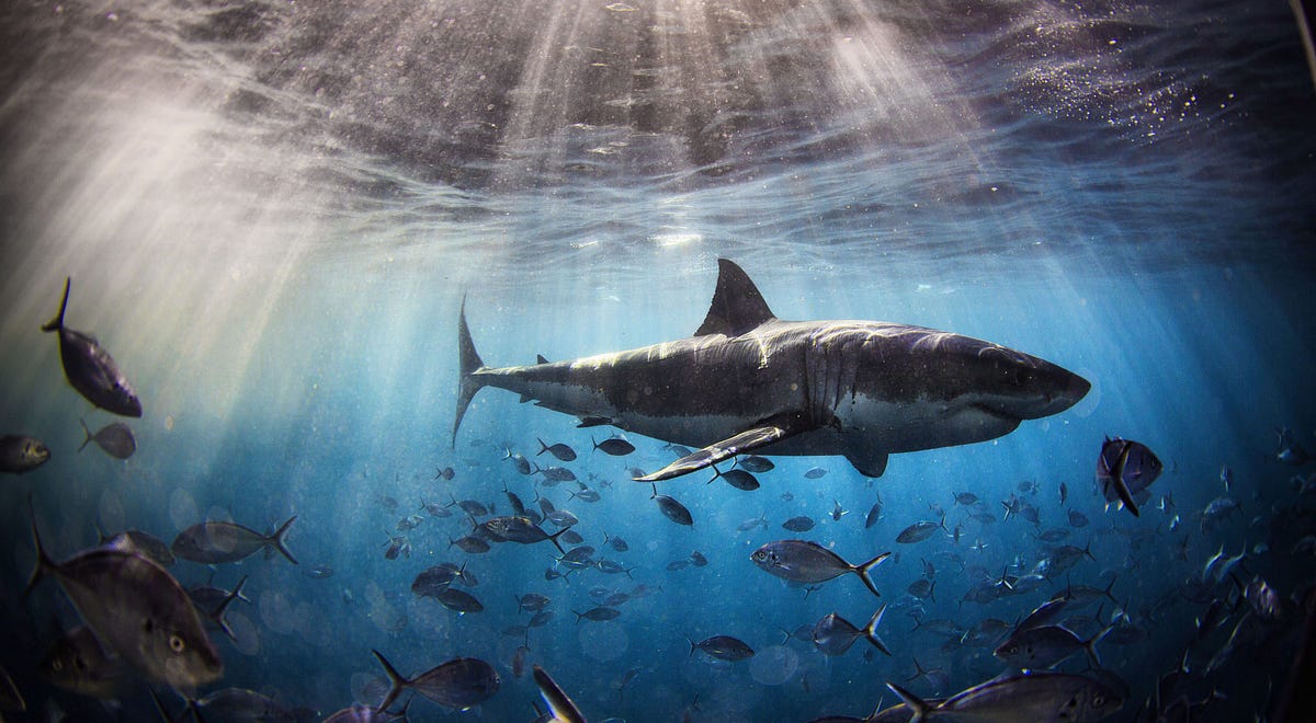 Unlocking the Secrets of Sharks: Guardians of the Ocean Realm | by nice ...